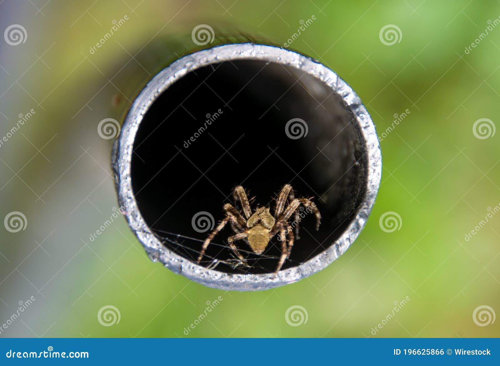 Closeup of a Spider in a Pipe Stock Photo - Image of nature, wildlife ...