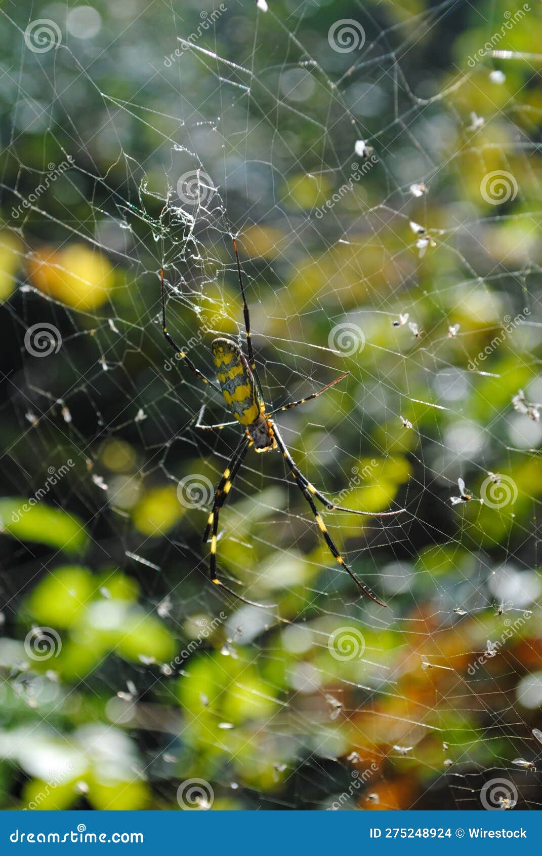 Closeup of a Spider Waiting for Prey on the Cobweb Stock Photo - Image of green, cobweb: 275248924