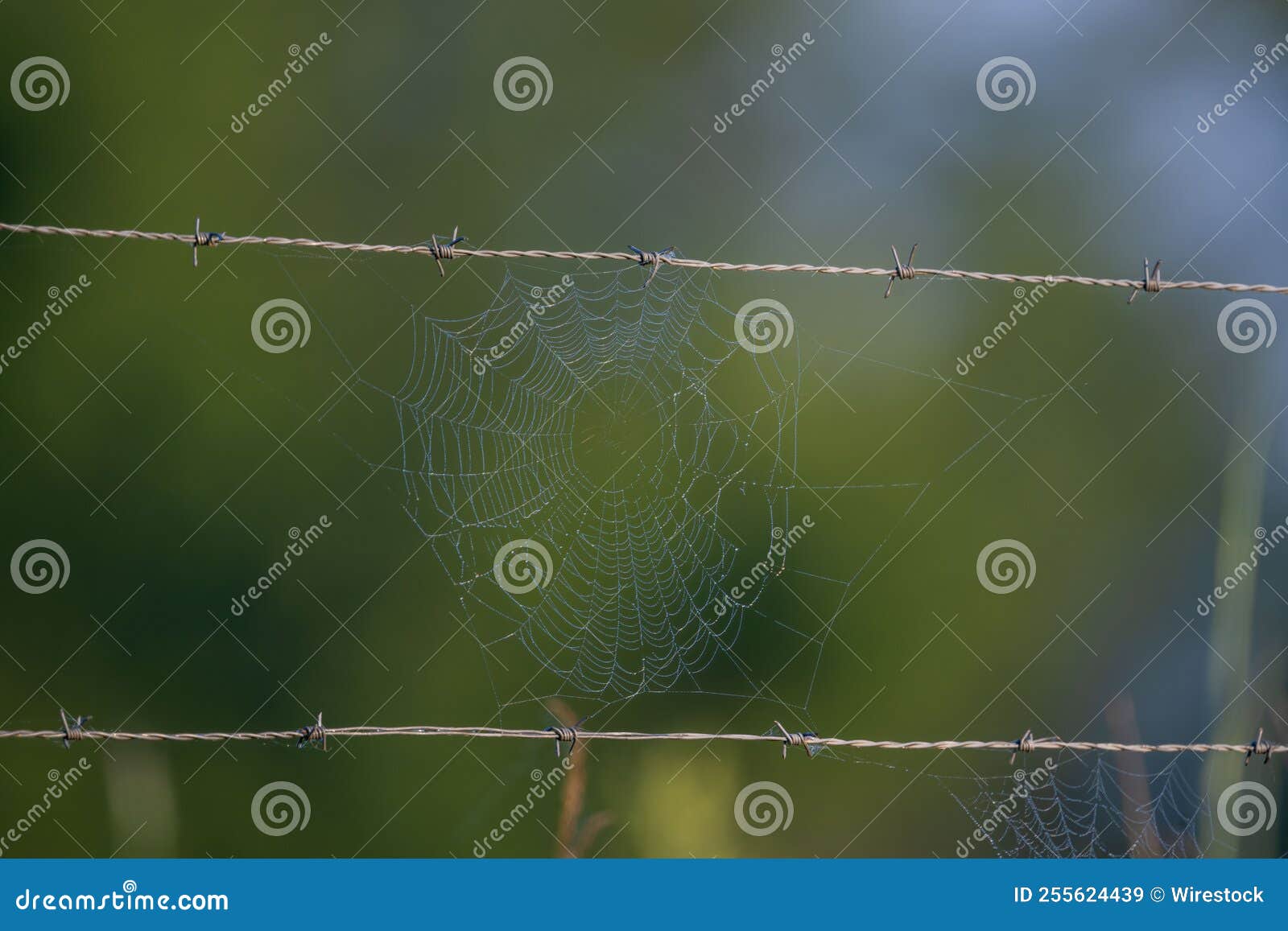 Closeup of a Spider Web on a Barbed Wire Stock Image - Image of wire ...
