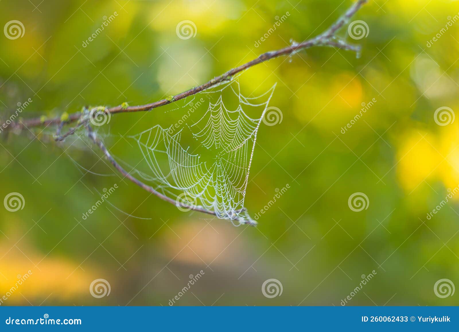 Spider Web on Tree Branch in Forest Stock Image - Image of forest ...
