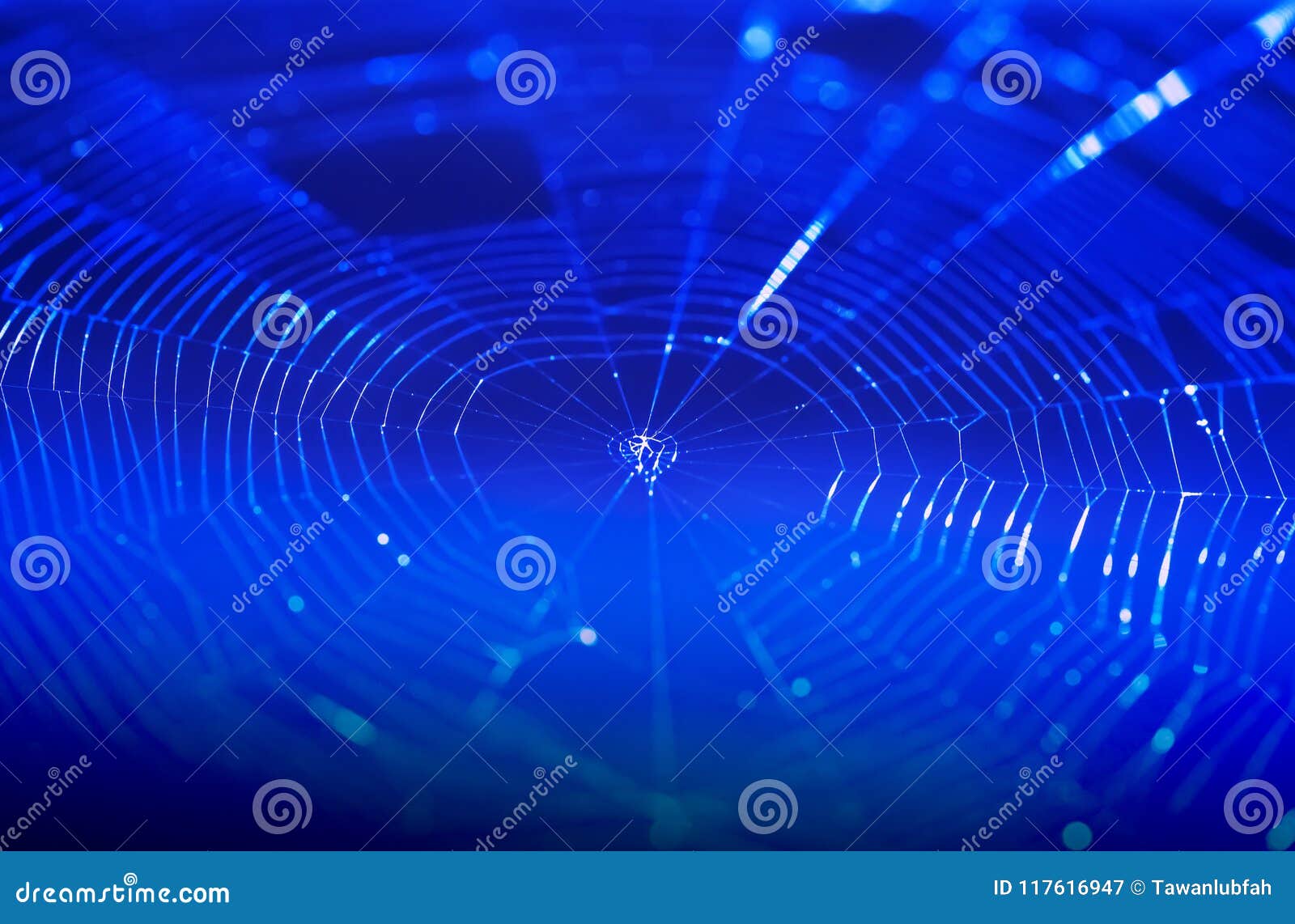 Closeup Spiderweb with Dark Blue Background. Network Connection Stock ...