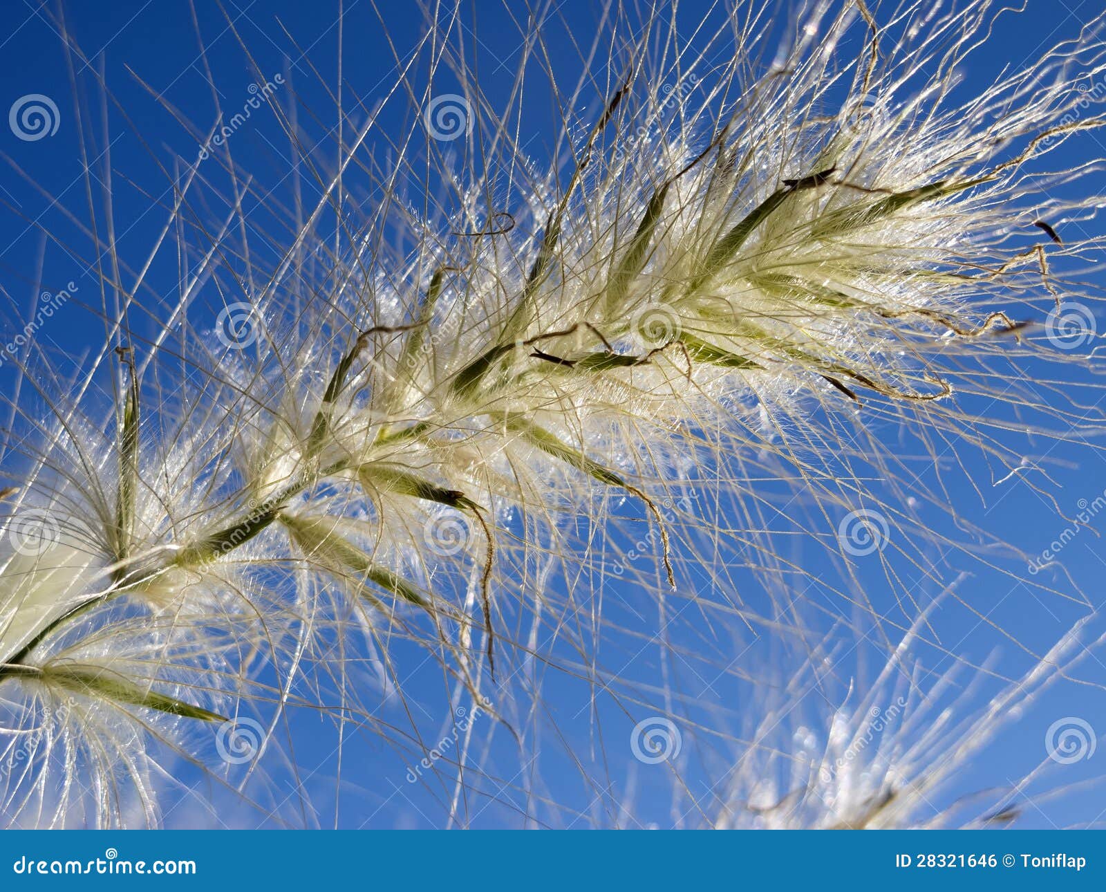 Closeup of a spike stock photo. Image of closeup, harvest - 28321646