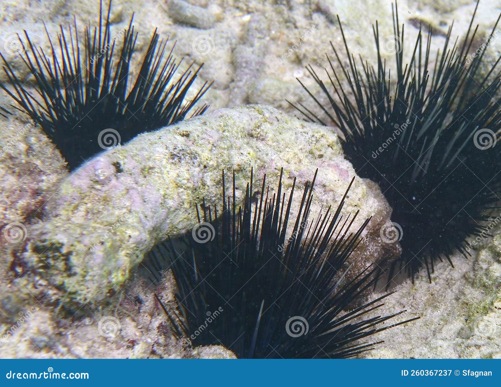 Closeup of Spiky Sea Urchin Stock Image - Image of danger, beach: 260367237