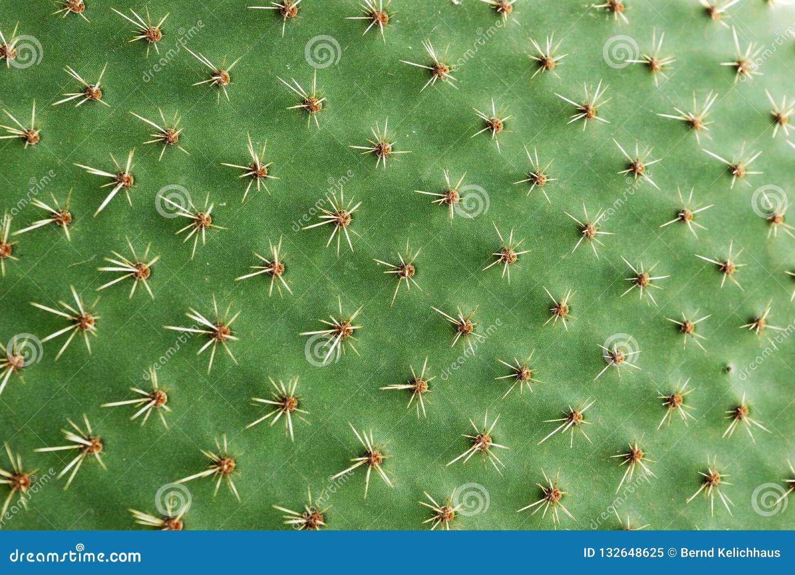 Closeup of Spines on Cactus, Background Cactus Stock Image - Image of ...