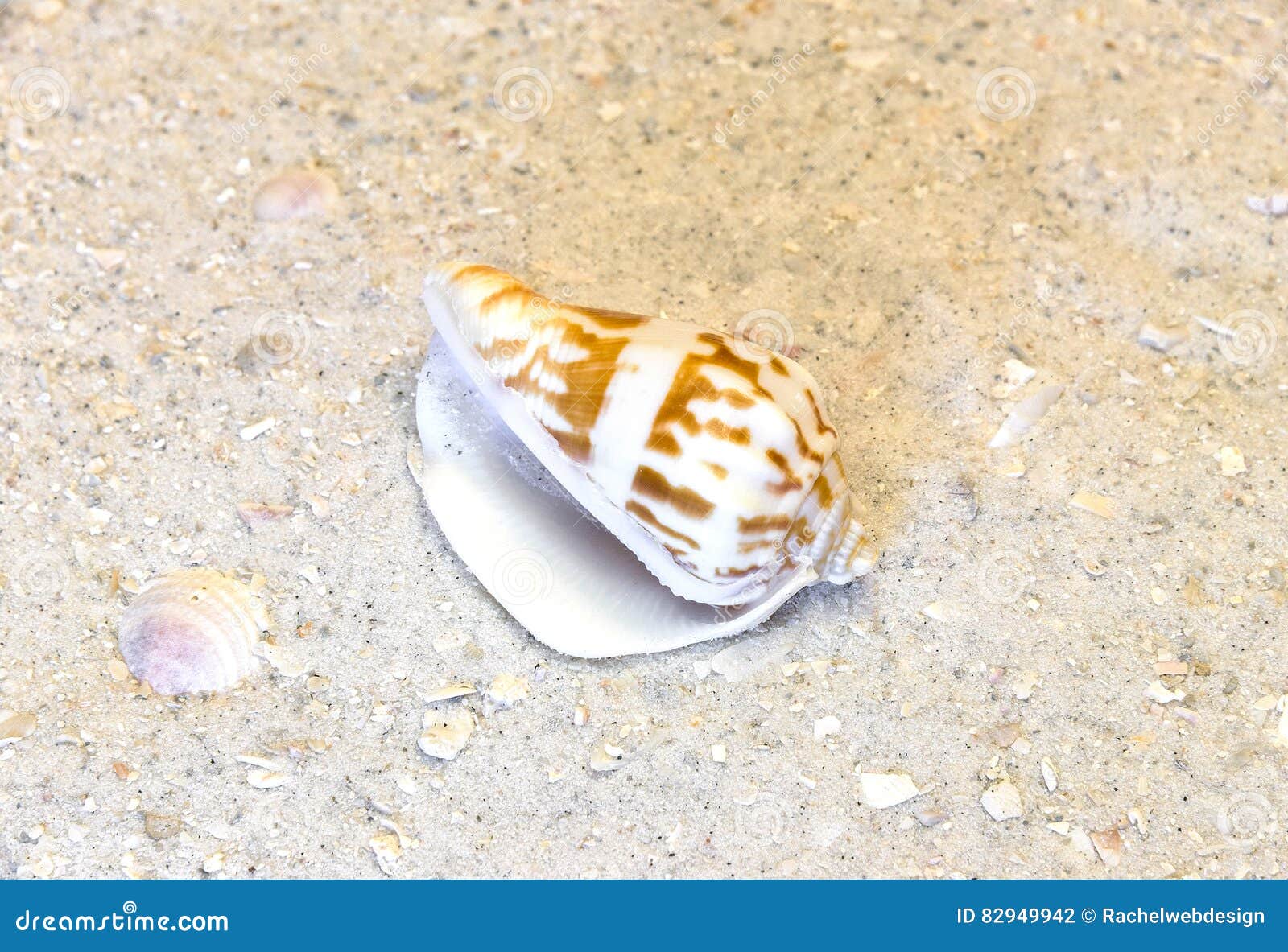 Closeup of Spiral Shell on Warm Tropical Beach Stock Photo - Image of ...