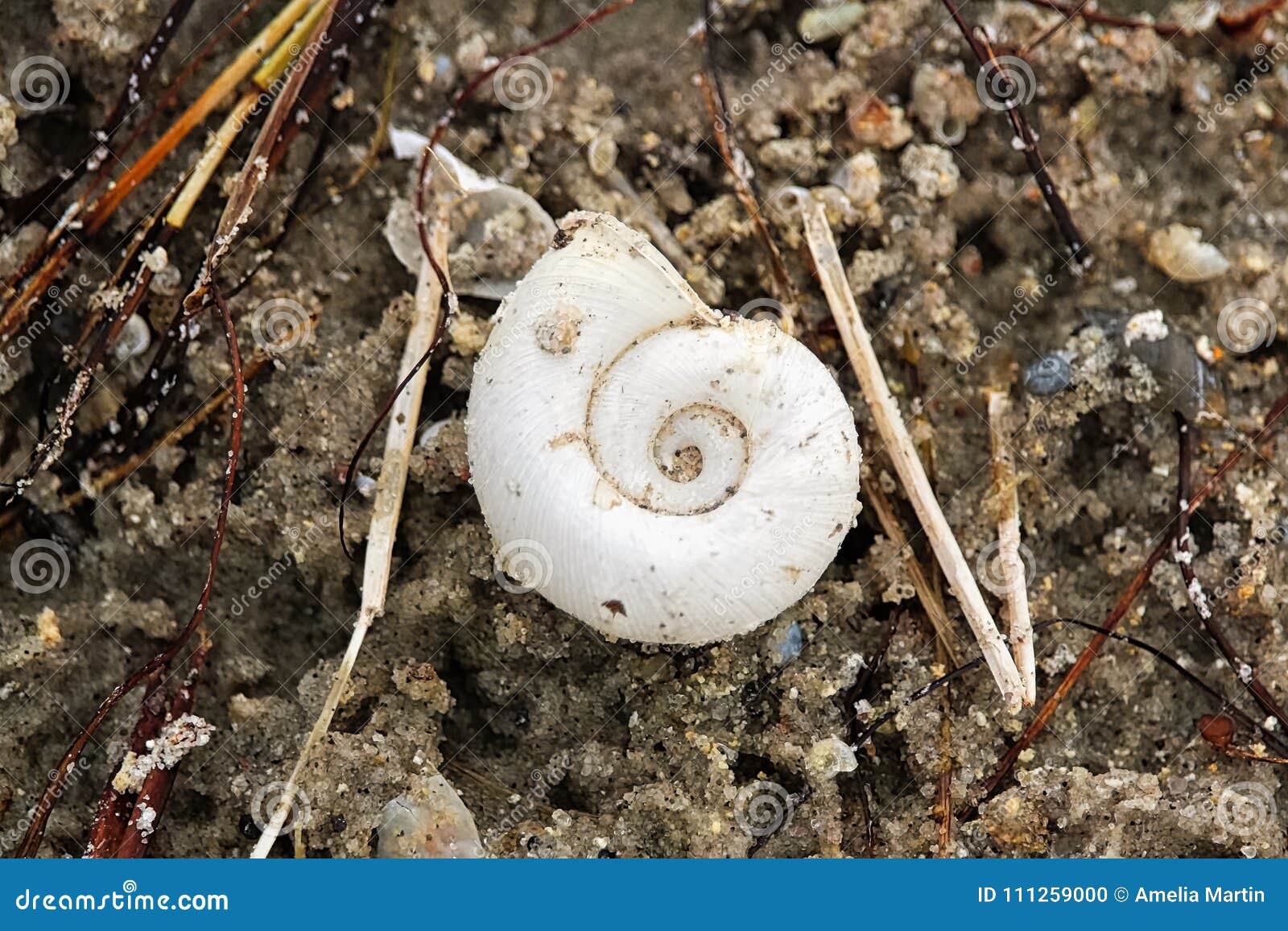 Closeup of a Spiral Snail Shell on a Beach Stock Photo - Image of ocean ...