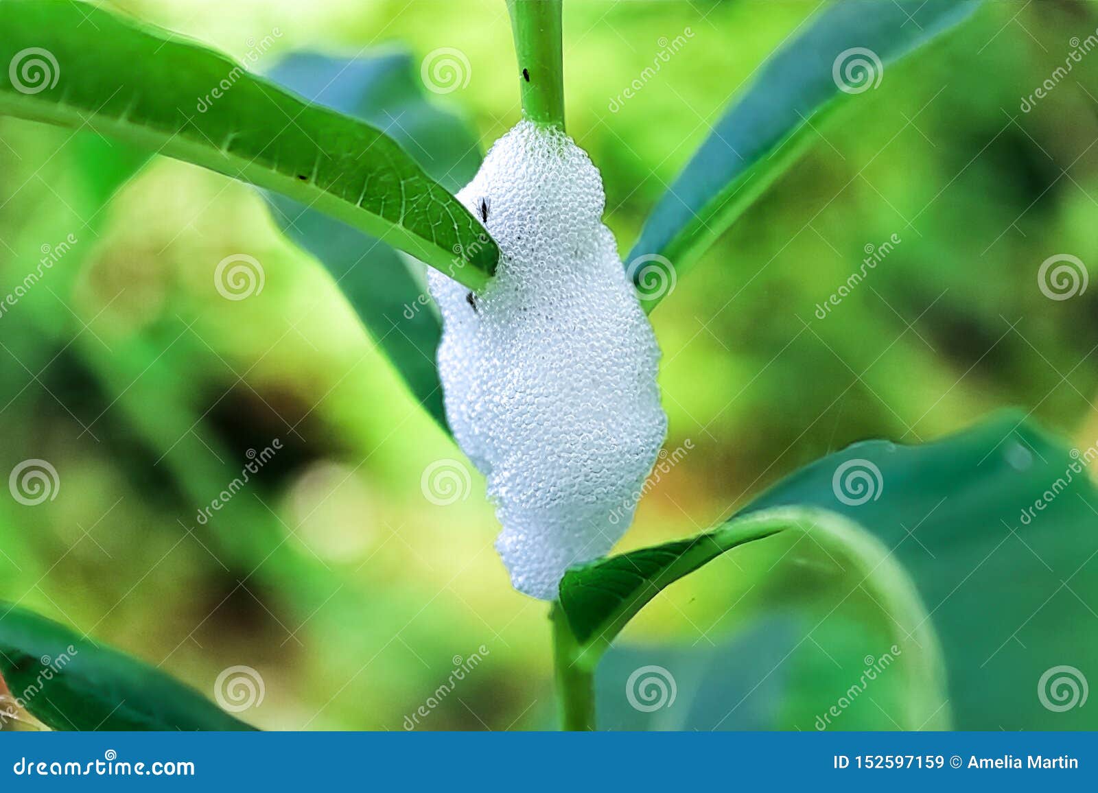 Closeup of Spittlebug Foam on a Leafy Plant Stock Image - Image of ...