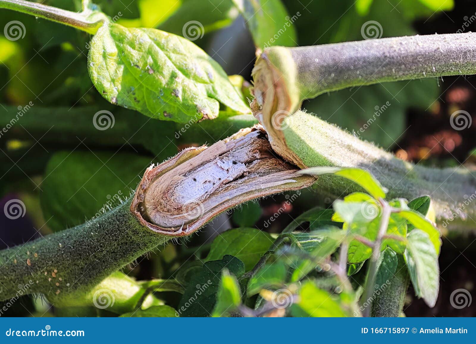 Closeup of a Split Tomato Plant Branch Stock Image - Image of branches ...