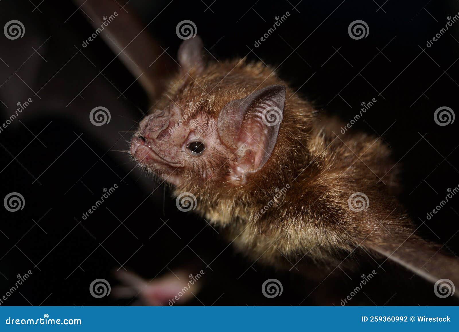 Closeup of a Spooky Common Vampire Bat Stock Photo - Image of small ...