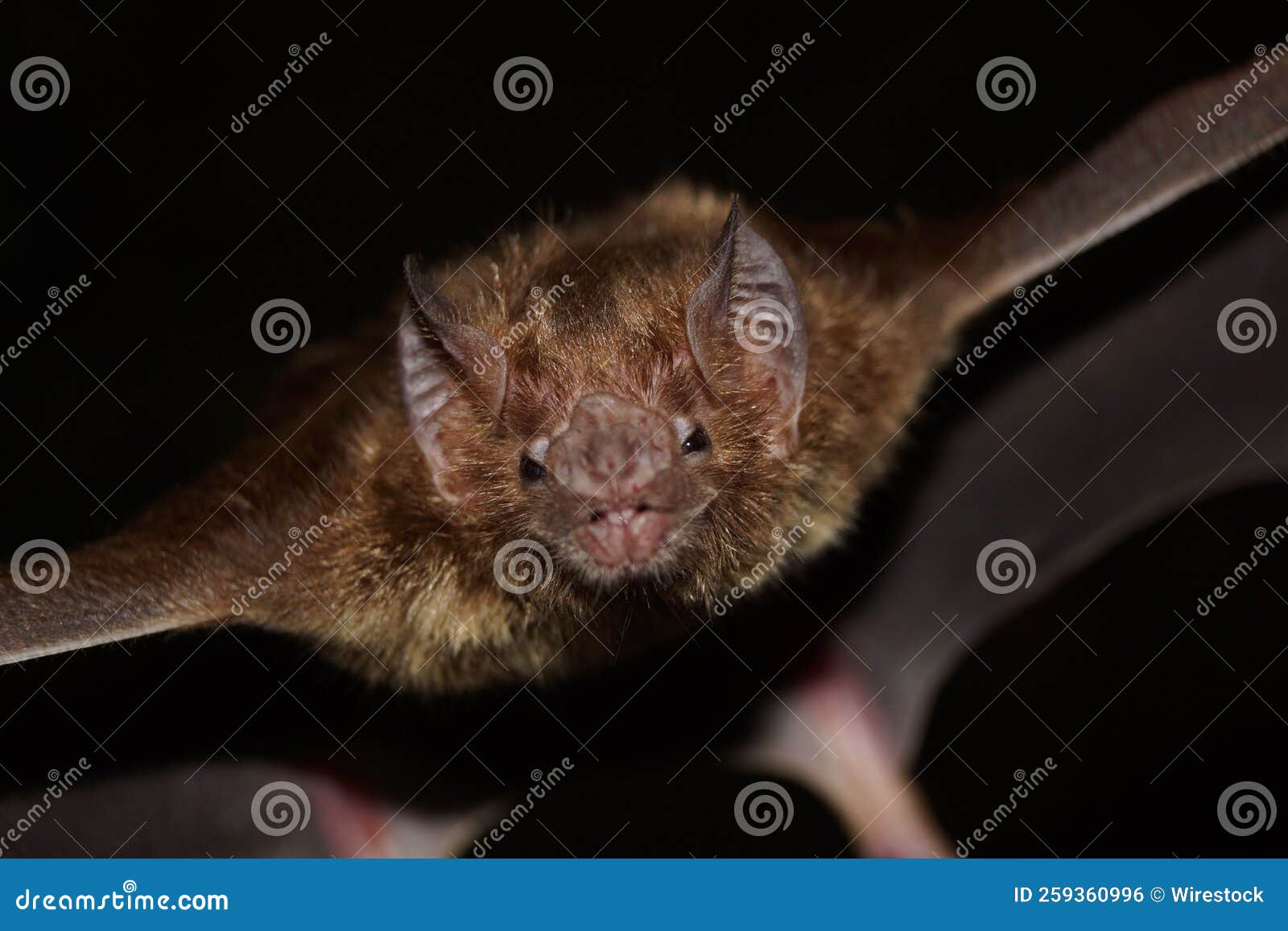 Closeup of a Spooky Common Vampire Bat Stock Photo - Image of dark ...