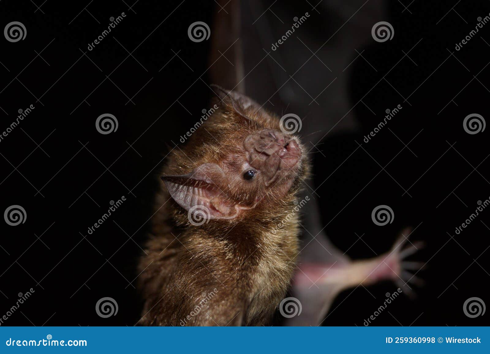 Closeup of a Spooky Common Vampire Bat Stock Photo - Image of small ...