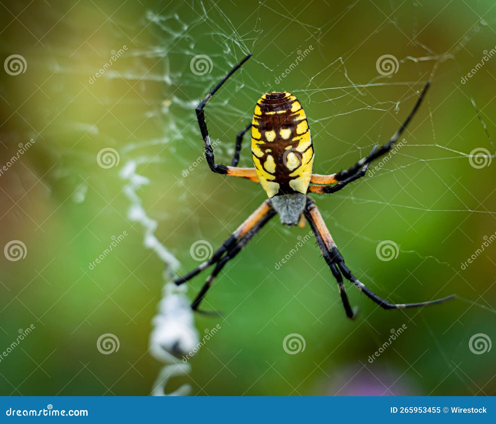 Closeup of a Spooky Wasp Spider Crawling on a Spider Web Stock Image ...