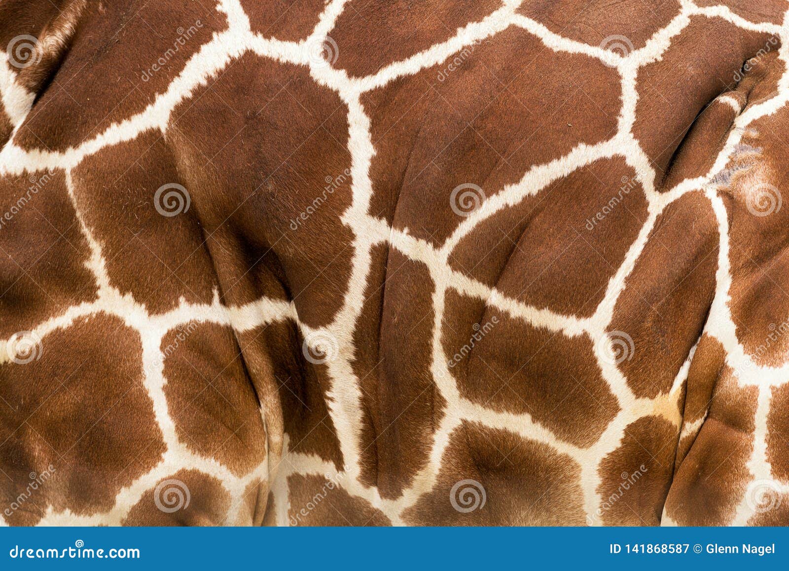 Giraffe Spots on Skin Pattern Stock Image - Image of outside, outdoors ...