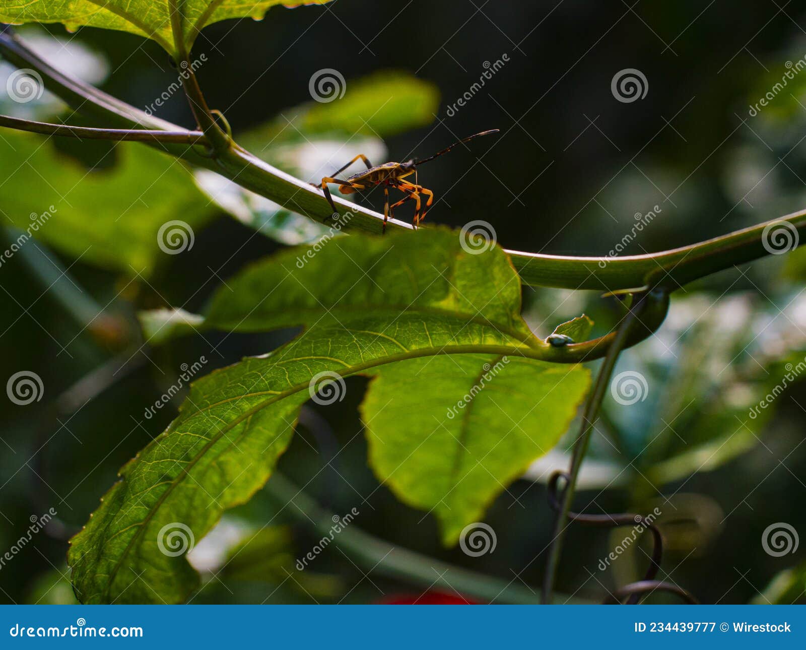 Closeup of a Spotted Assassin Bug on a Tree Branch in a Field with a ...