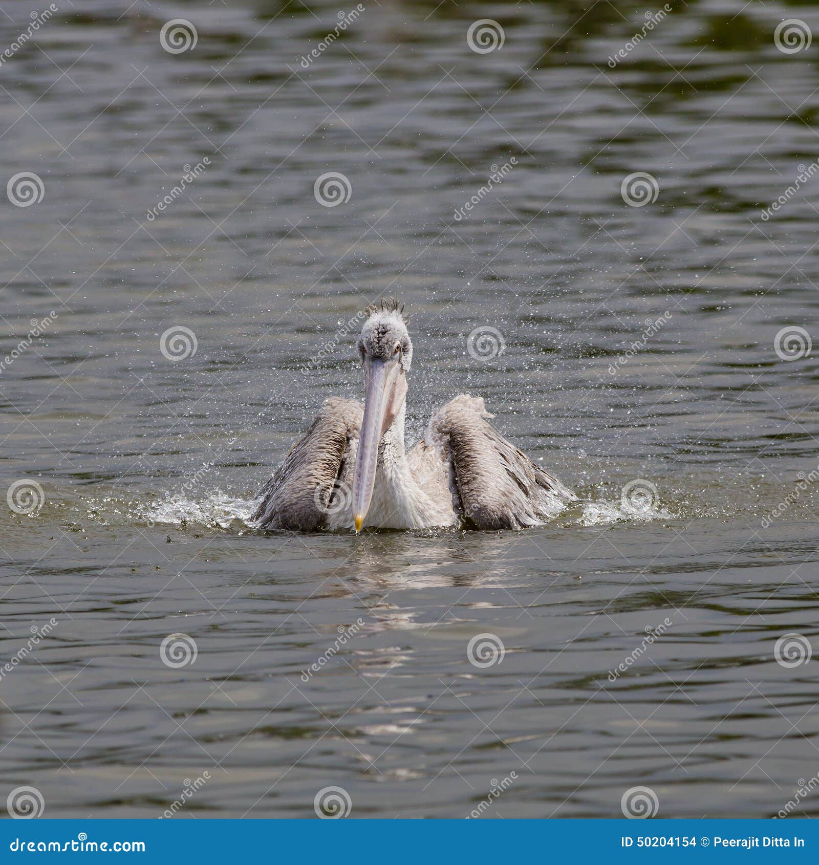 Closeup On A Spotted Longhorn Beetke, Rutpela Maculata Sitting On A ...