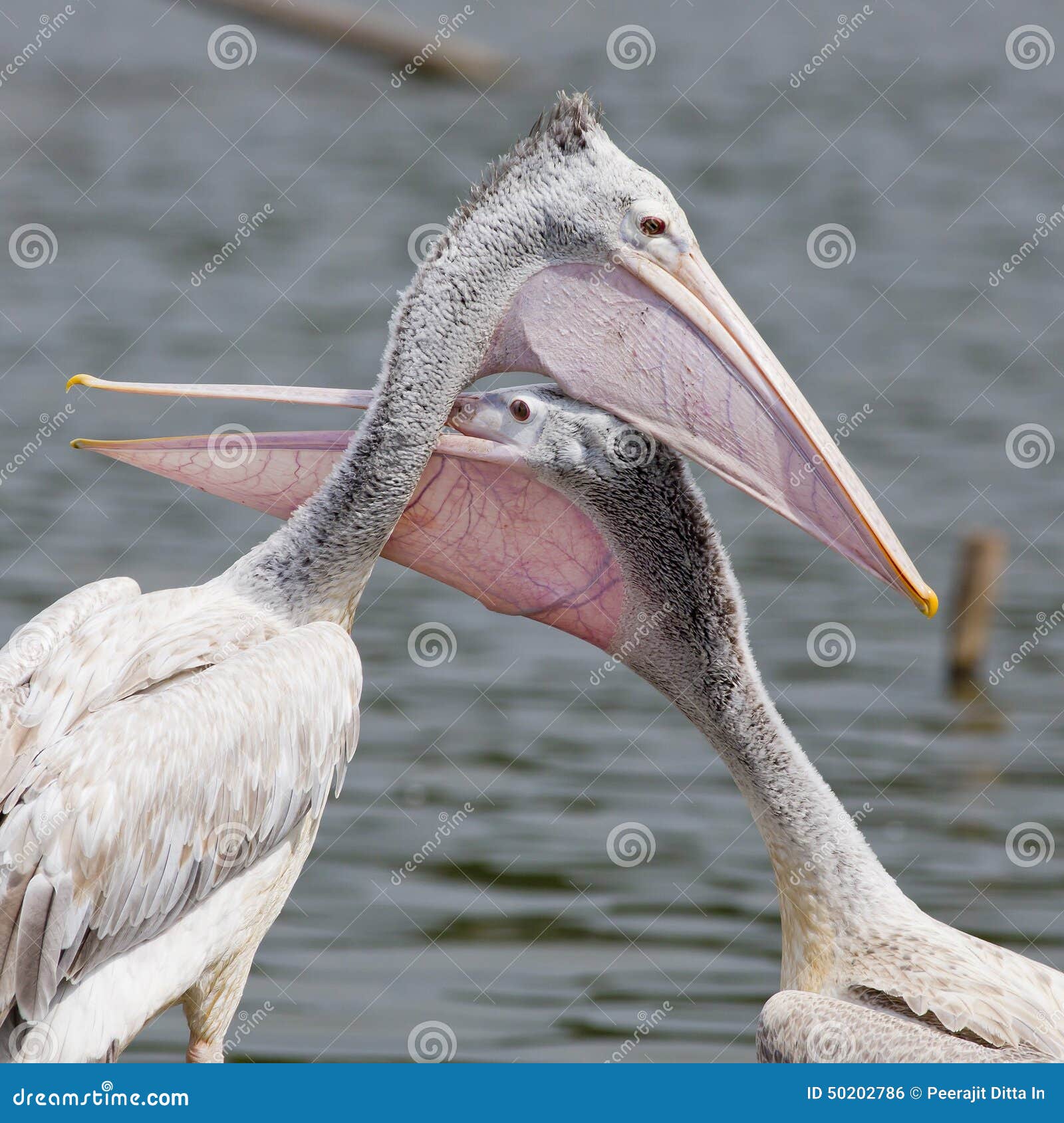 Closeup On A Spotted Longhorn Beetke, Rutpela Maculata Sitting On A ...
