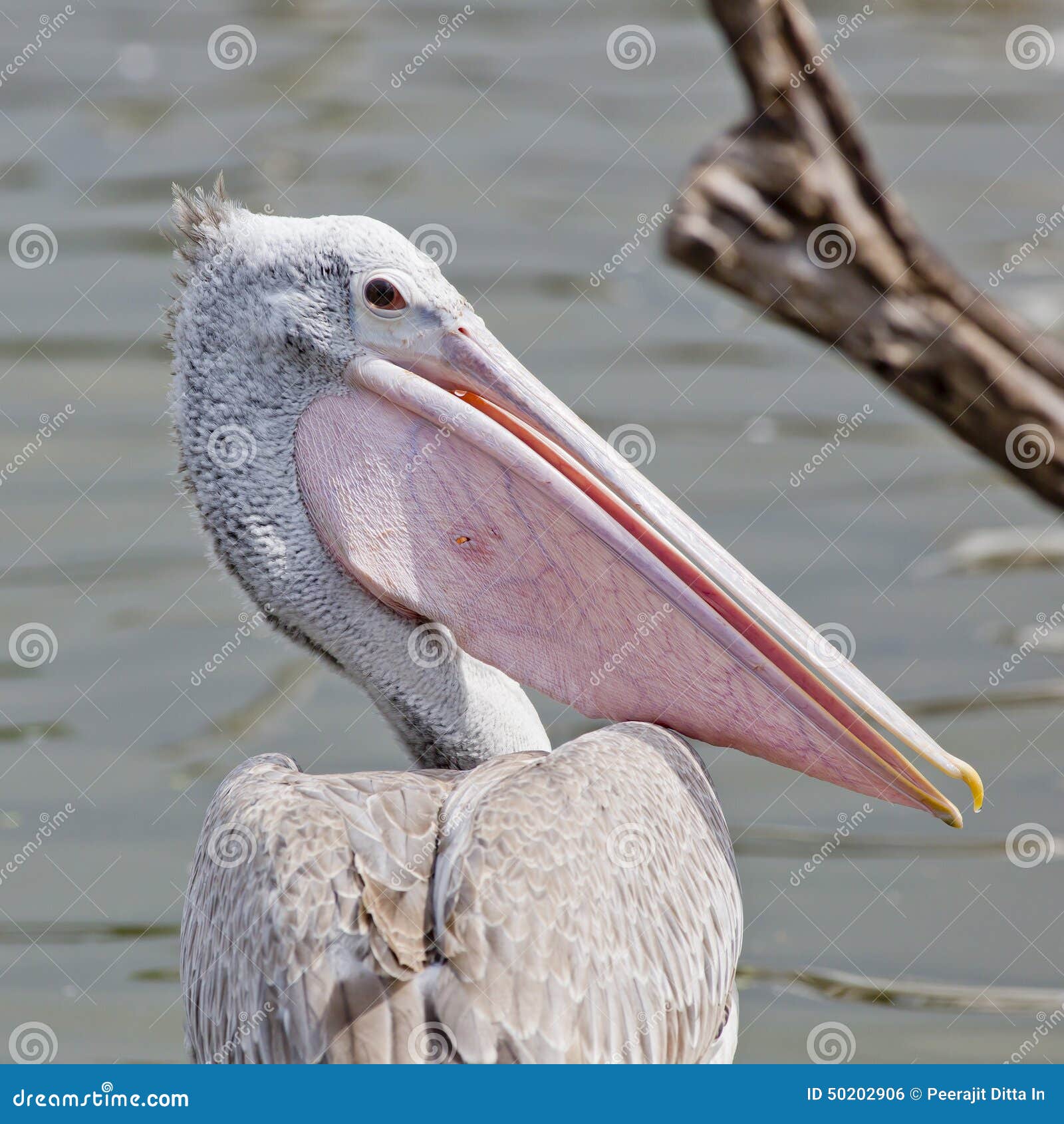 Closeup On A Spotted Longhorn Beetke, Rutpela Maculata Sitting On A ...