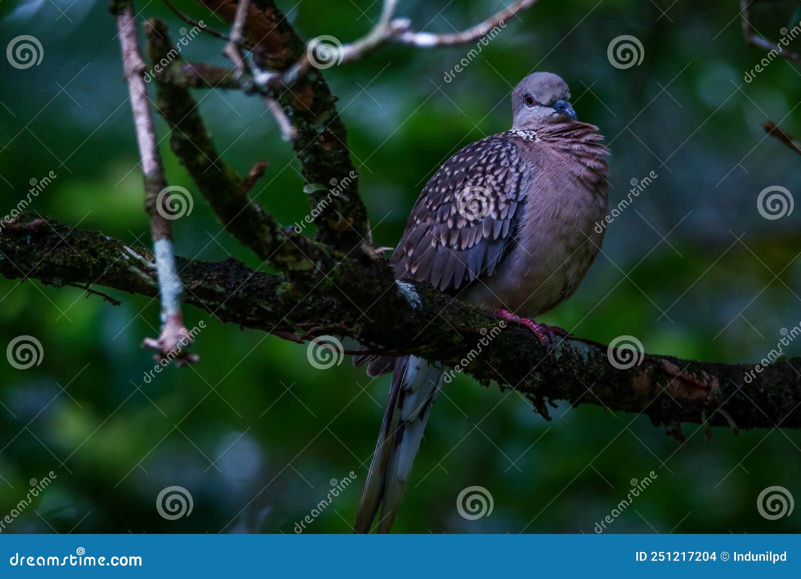 Closeup of a Spotted Dove from Tropical Srilanka Stock Photo - Image of ...