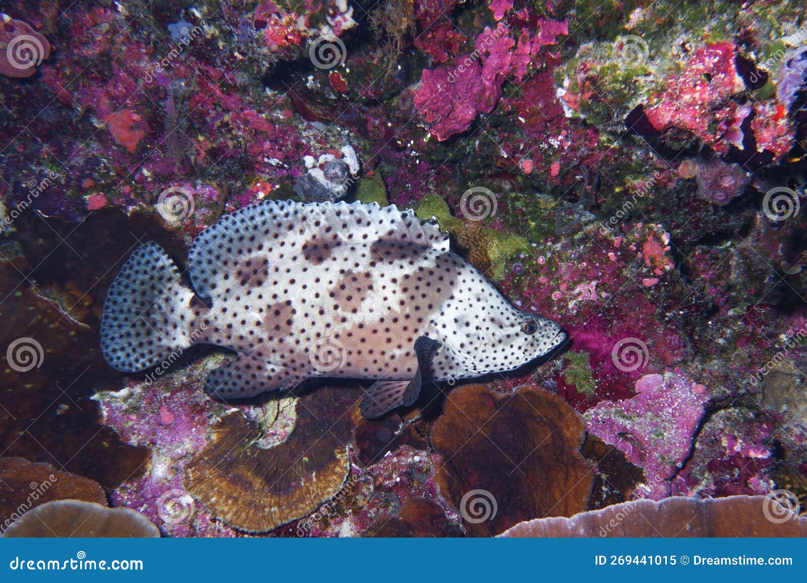 Closeup of a Spotted Fish in a Coral Reef Stock Image - Image of ocean ...