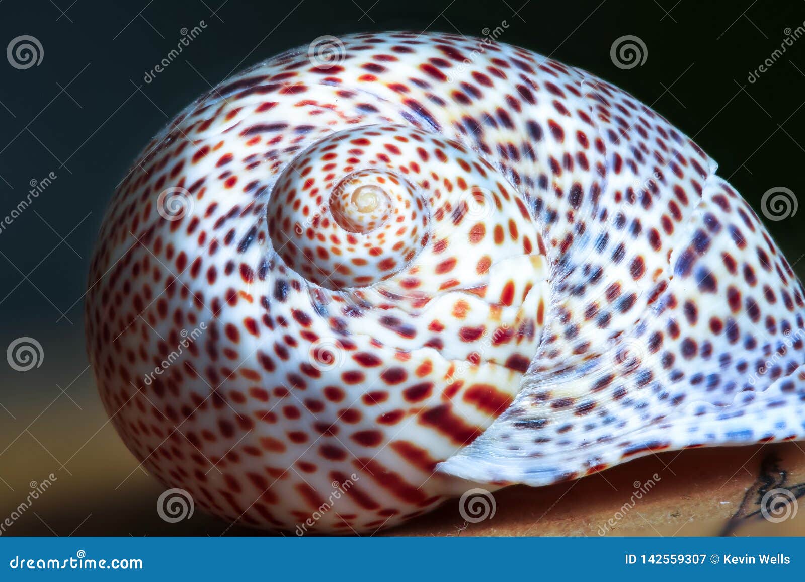 Closeup of a Spotted and Whorled Sea Shell Stock Image - Image of macro ...