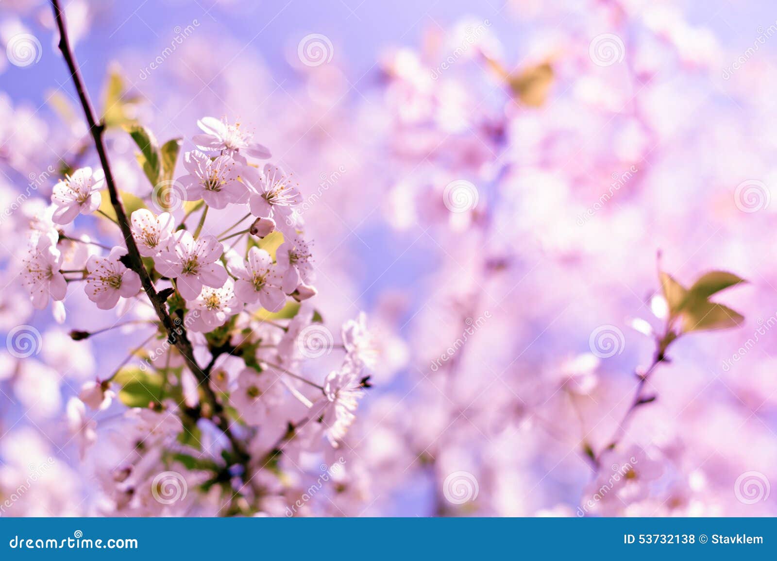 Closeup Spring Blossoming Tree Stock Photo - Image of branch, leaves ...
