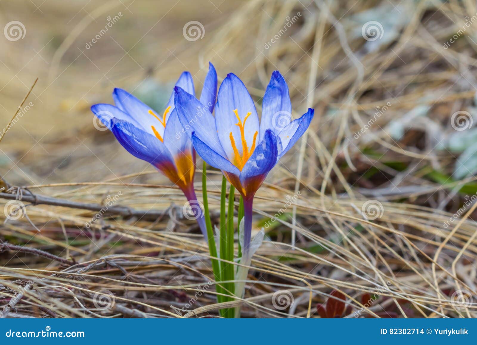 Closeup spring blue crocus stock photo. Image of unspoilt - 82302714