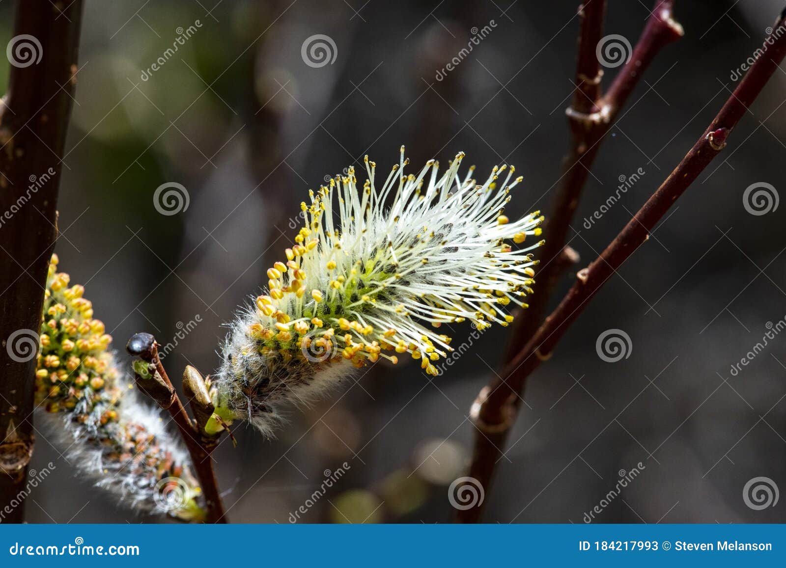 Spring Flower stock image. Image of fluffy, springtime - 184217993