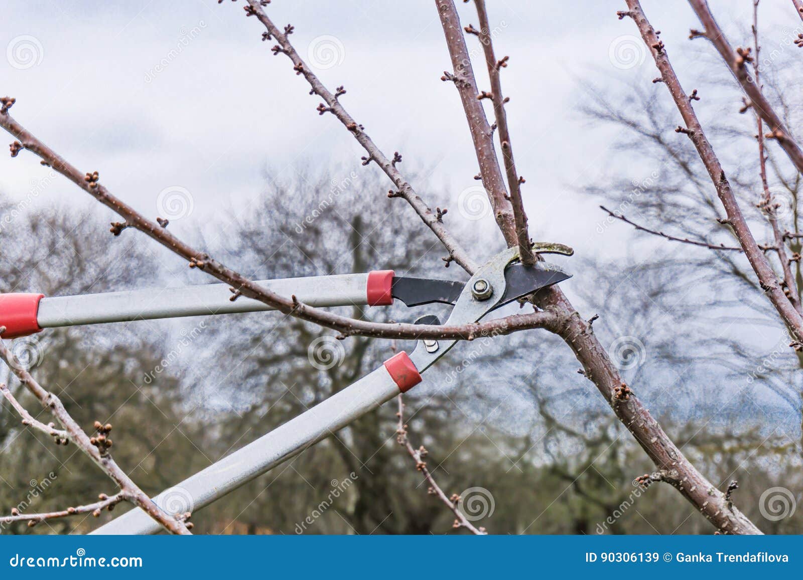 Closeup, Spring Pruning of Fruit Trees. Stock Image - Image of handle ...