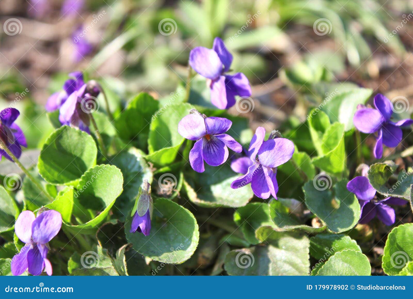 Closeup of Spring Violet Flowers Viola Odorata Stock Photo - Image of ...