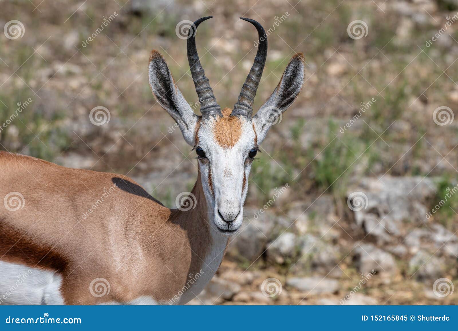 Closeup of a Springbok Antelope Head and Shoulder Stock Image - Image ...