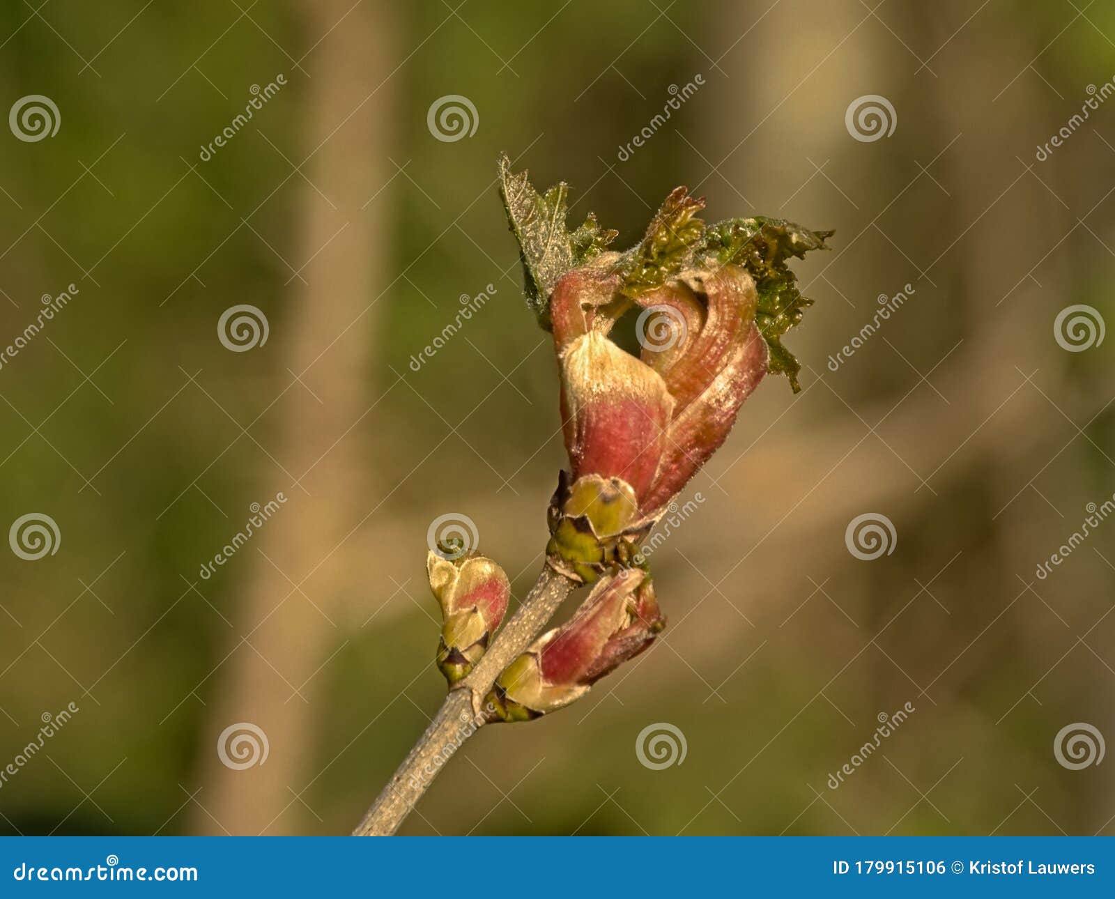 Sprouting Alder Tree Leafs in Spring Stock Photo - Image of detail ...