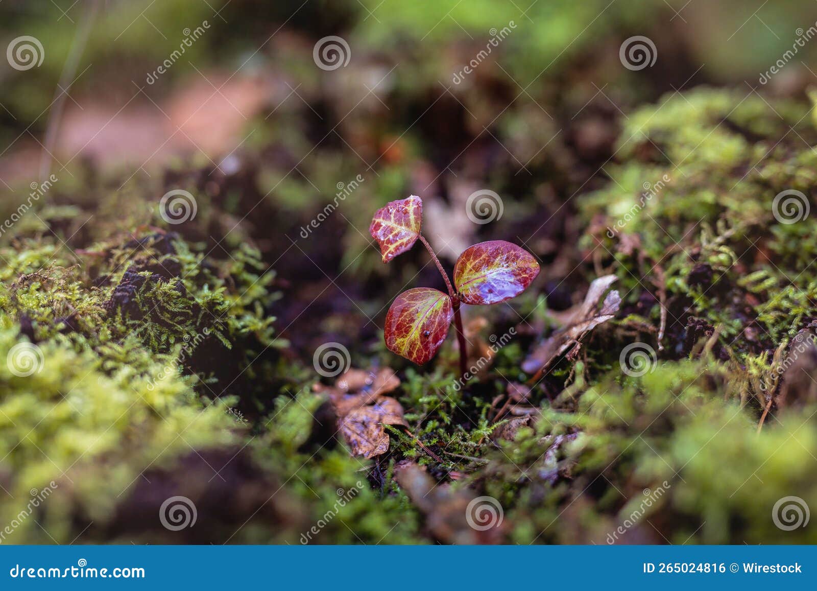 Closeup of a Sprouting Plant on a Mossy Surface Stock Photo - Image of ...