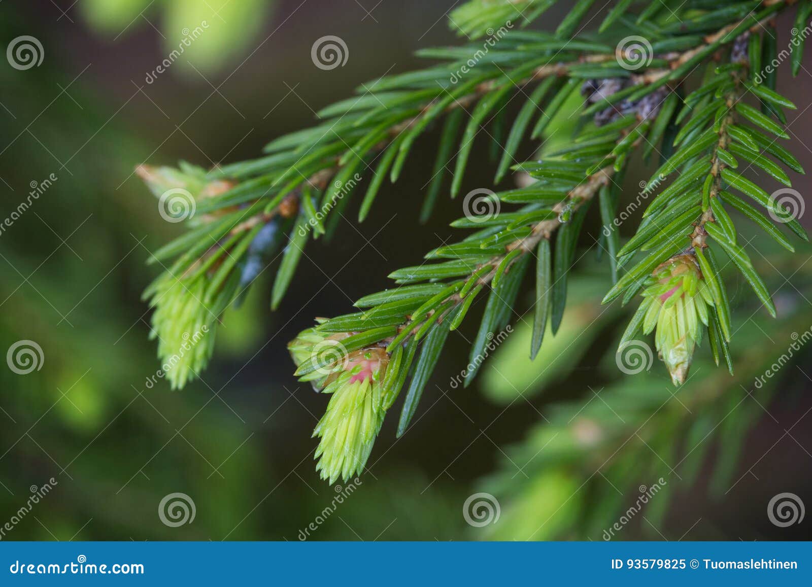 Closeup of spruce sprouts stock image. Image of burgeoning - 93579825