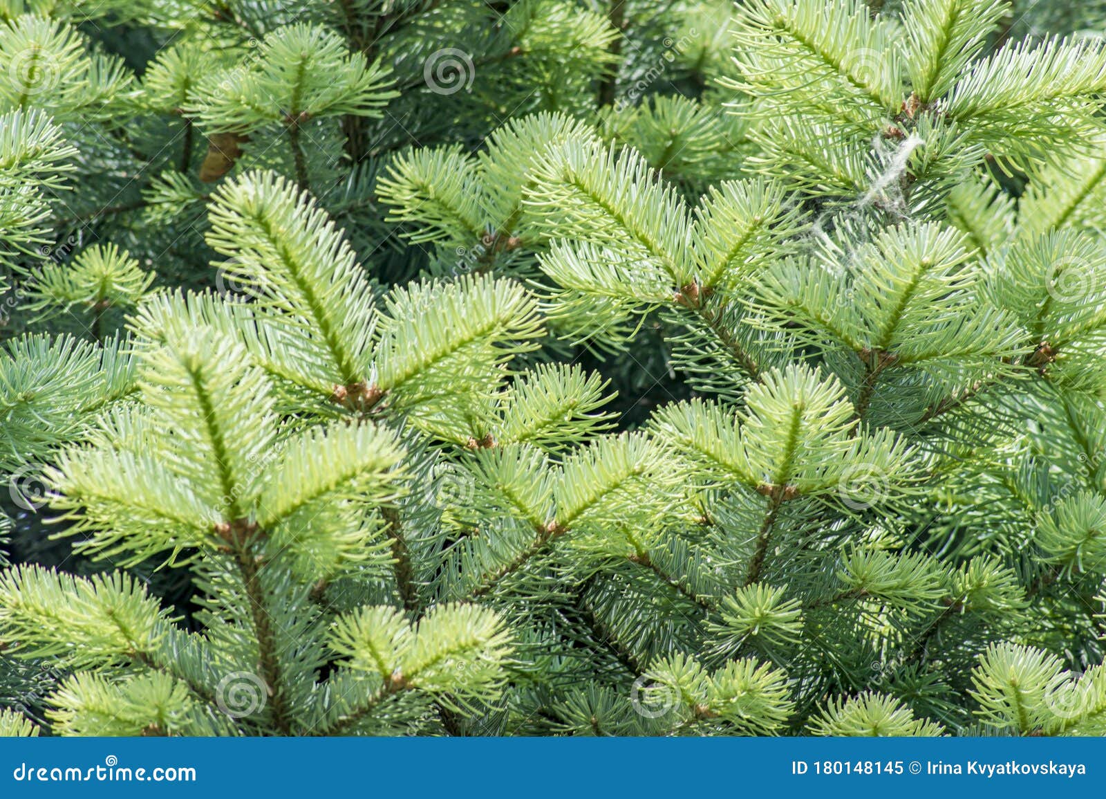 Closeup of Spruce Tree Branch Stock Image - Image of tree, outdoors ...