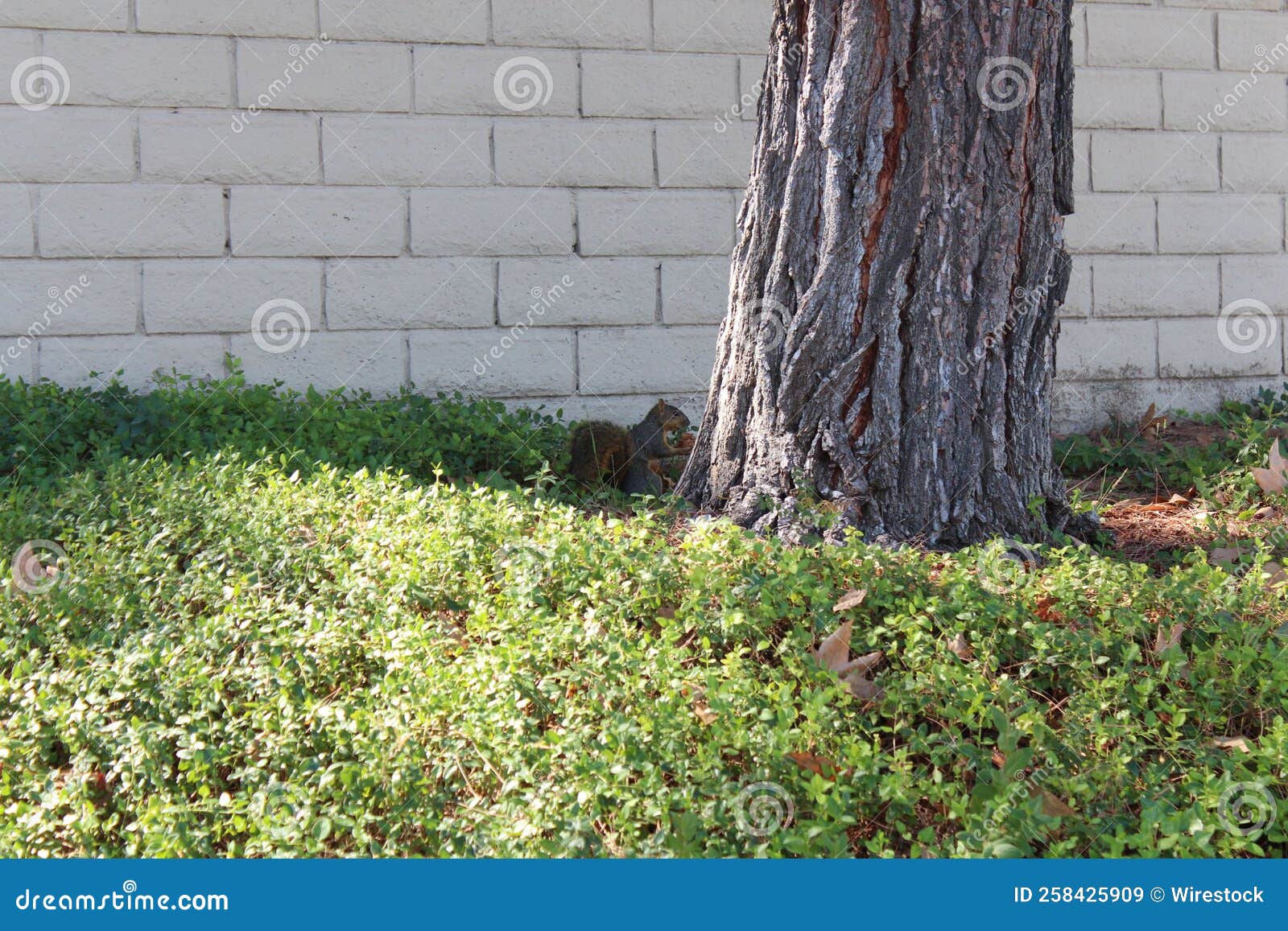 Base Of Tree With Roots Above Ground Royalty-Free Stock Image ...