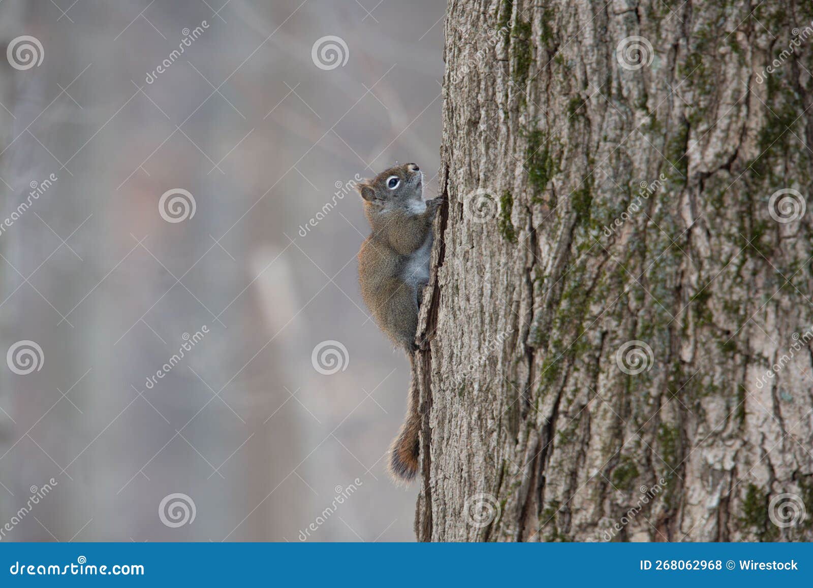 Closeup of a Squirrel Climbing a Tree Stock Photo - Image of cute ...