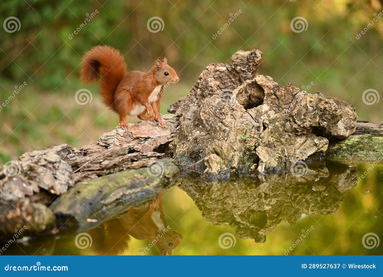 Closeup of a Squirrel Drinking Water from a Pond Stock Image - Image of ...