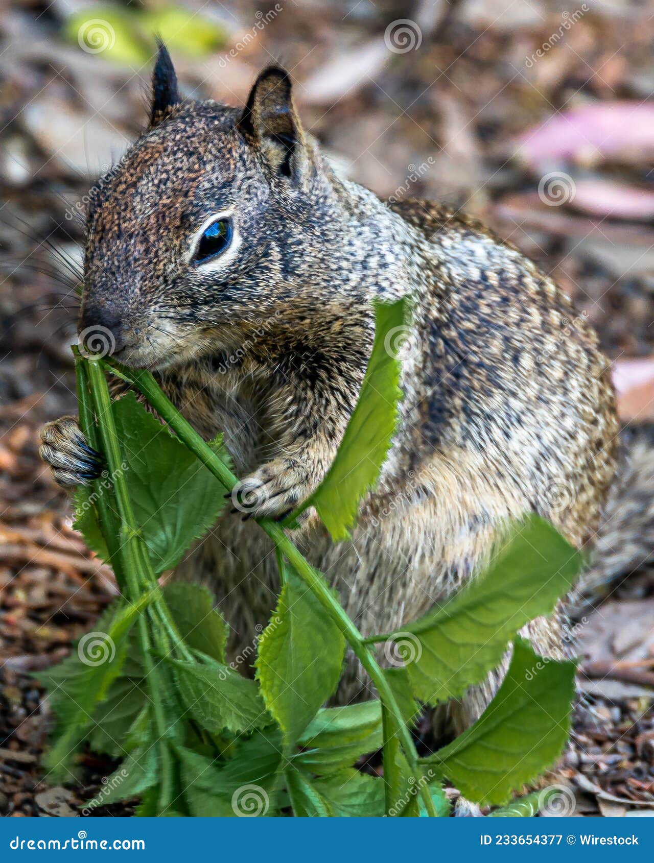 Closeup of a Squirrel Holding and Chewing on a Plant Stock Image ...