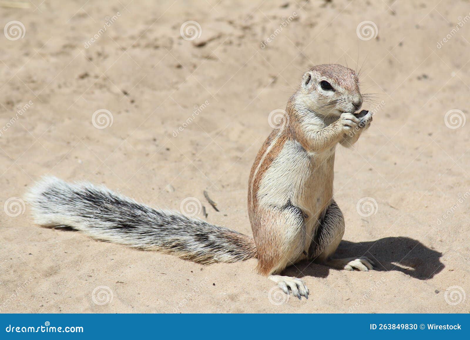 Closeup of the Squirrel (Sciuridae) on the Sand Eating a Nut during the ...