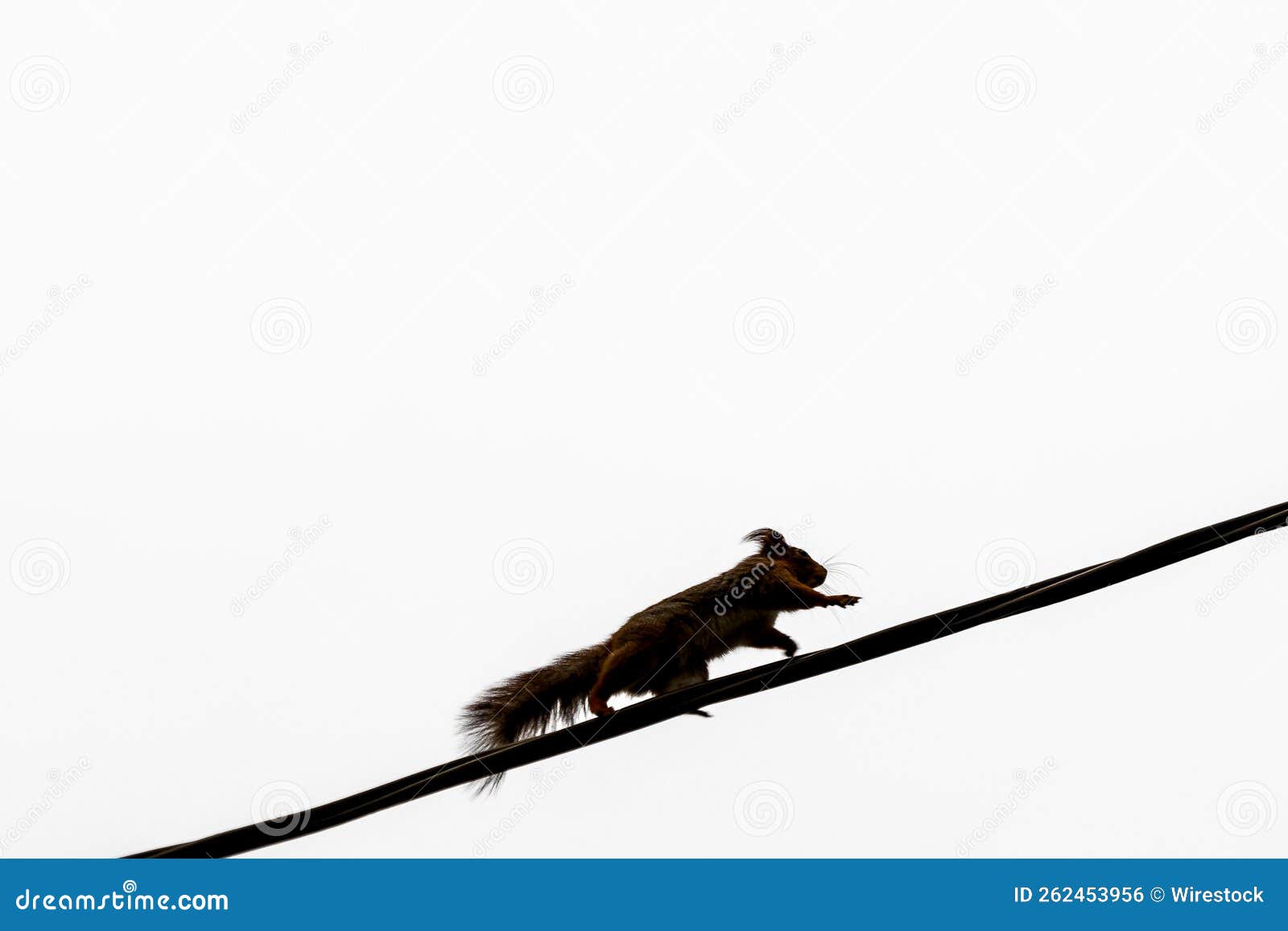 Closeup of a Squirrel Silhouette Walking on the Rope Stock Photo ...