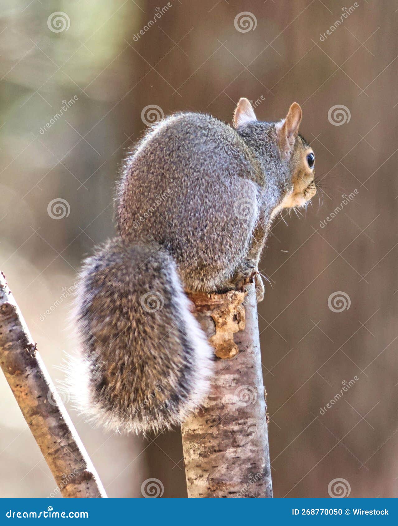 Closeup of a Squirrel on Top of a Post Stock Photo - Image of furry ...