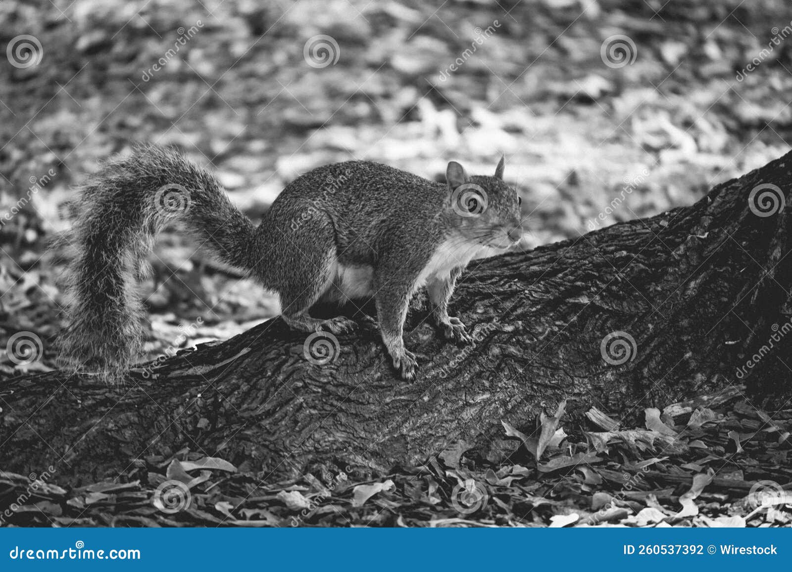 Closeup of a Squirrel on a Tree Root in a Park in Black and White Stock ...