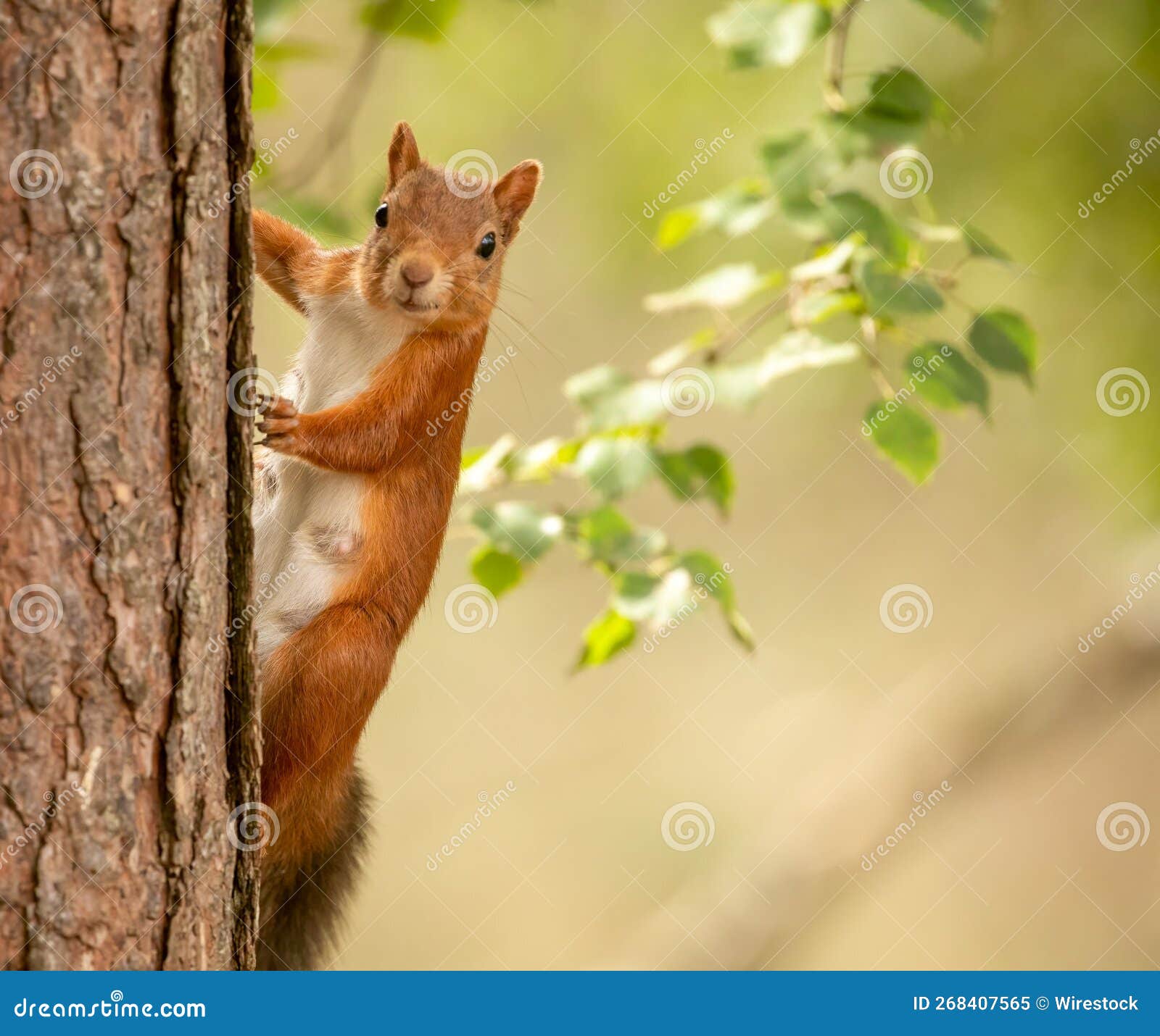 Closeup of a Squirrel on a Tree Trunk Stock Image - Image of wildlife ...
