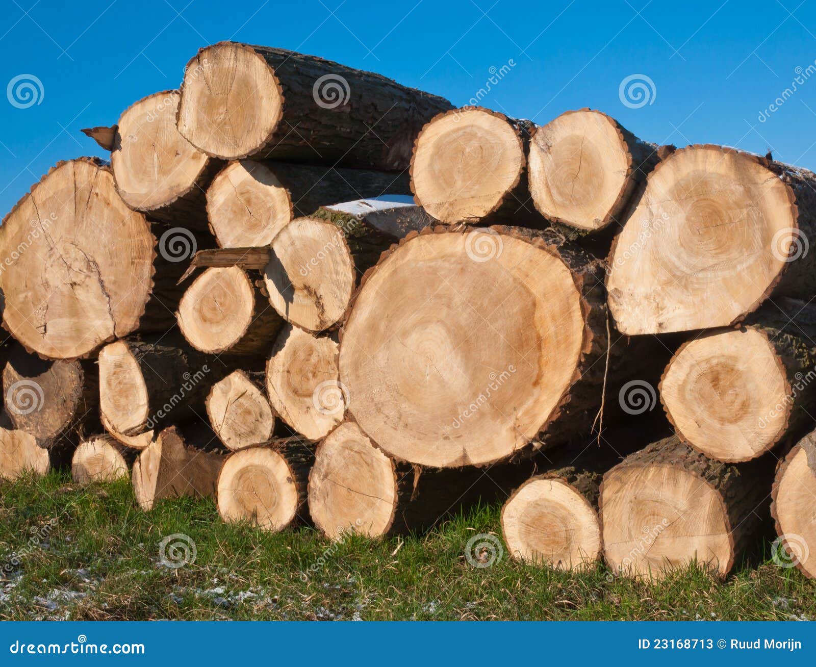 Closeup Stack of Felded Trees with Some Snow Stock Image - Image of ...
