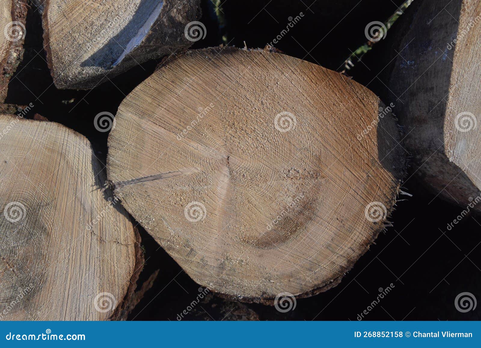 A Closeup of a Stack of Wood Log Texture Stock Photo - Image of logging ...