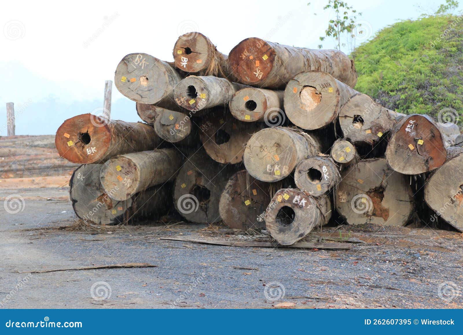 Closeup of Stacked Tree Logs on the Ground Outdoors in the Daylight ...