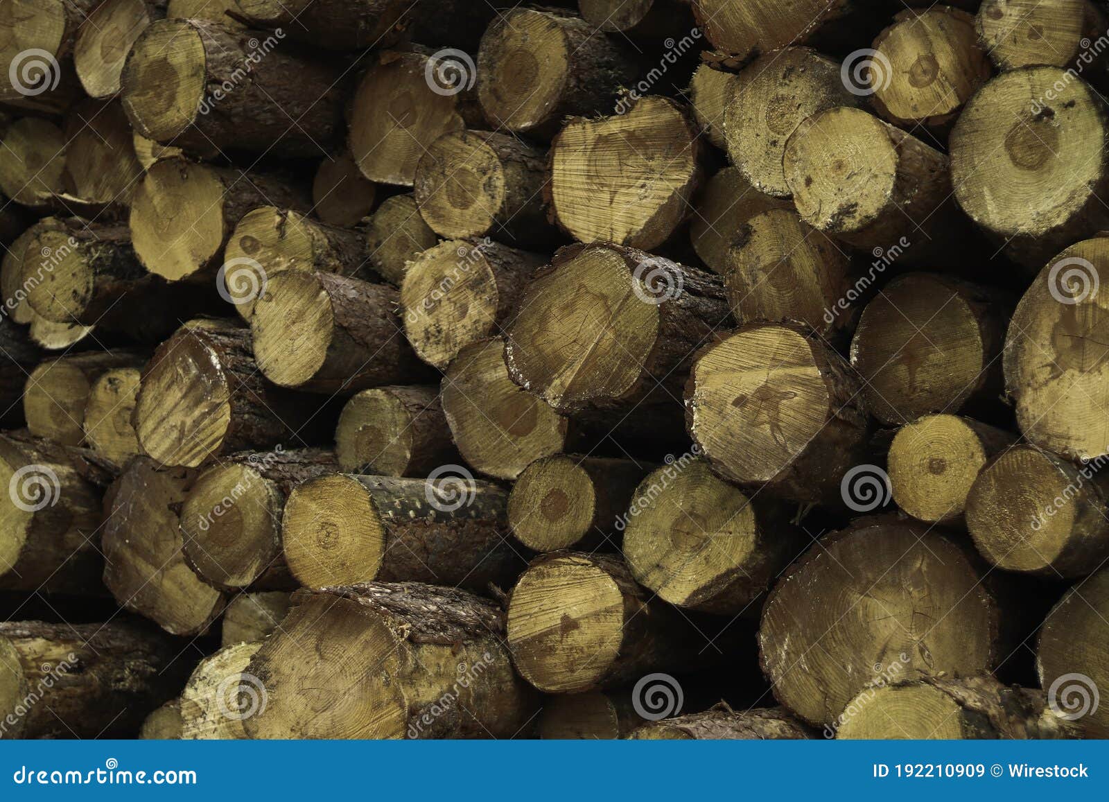 Closeup of Stacked Wet Wood Logs Under the Lights Stock Image - Image ...