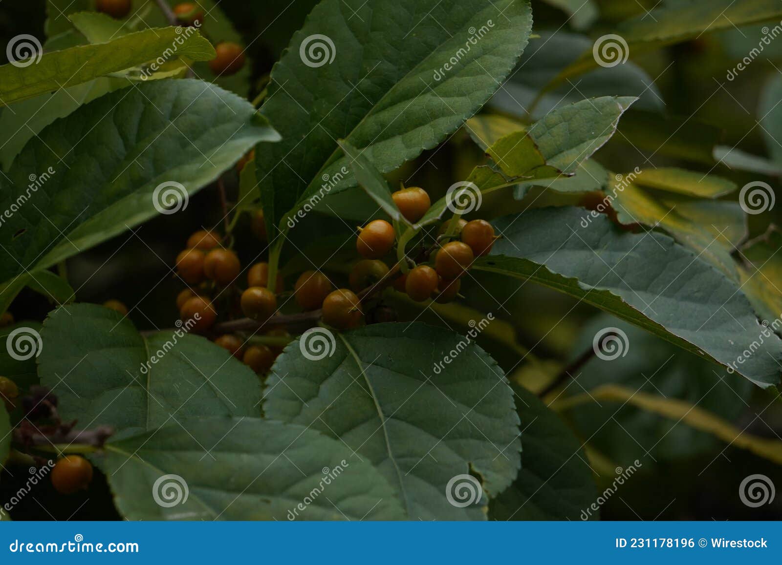 Closeup of Staff Tree (Celastrus) Berries on a Branch Stock Photo ...