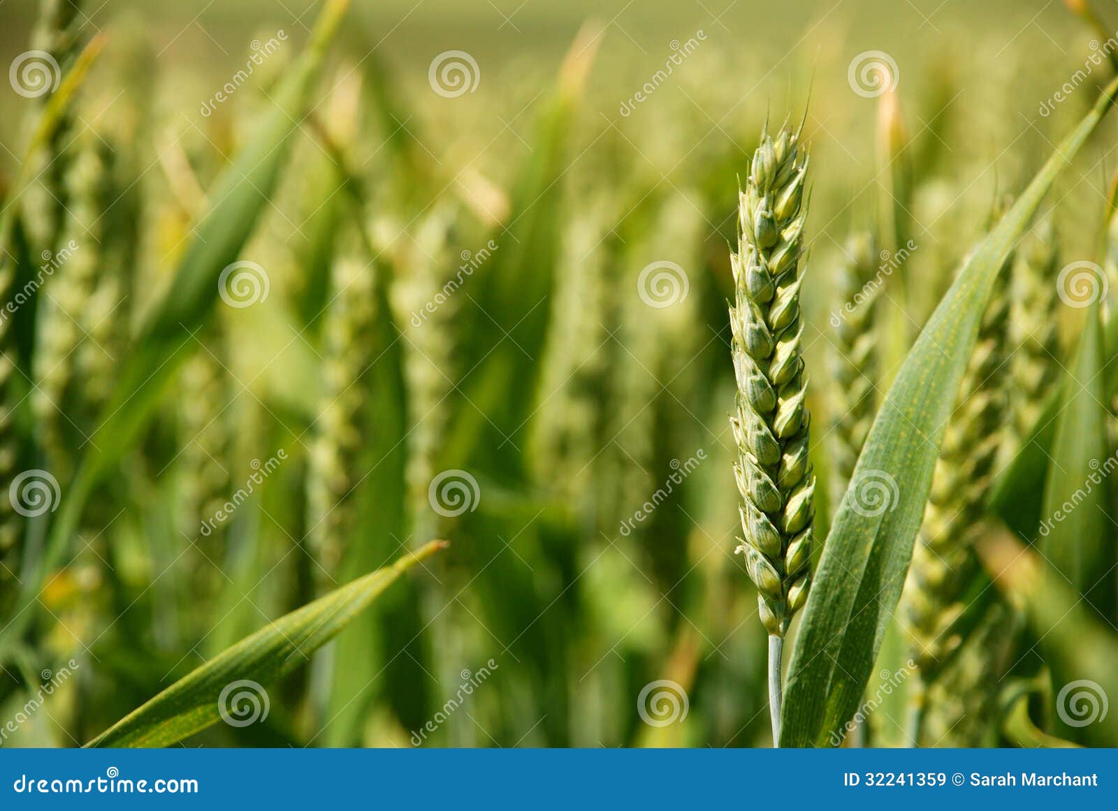 Closeup of Stalk of Wheat in a Field Stock Image - Image of food ...