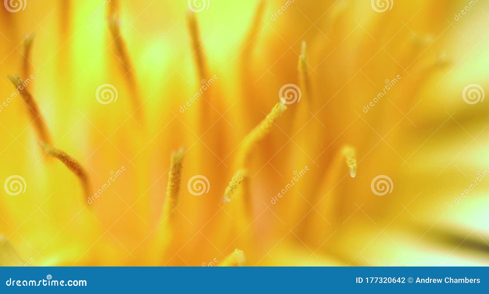 Closeup of Stamens with Pollen Stock Photo - Image of pollination ...